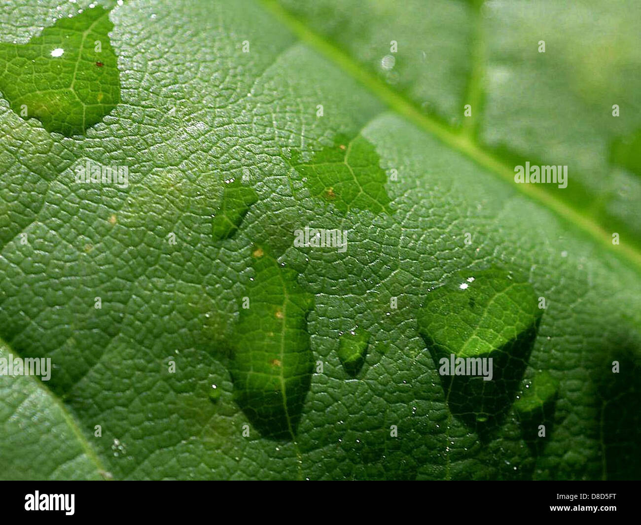 Rain drops collect on a surface, showcasing their clear, spherical form ...