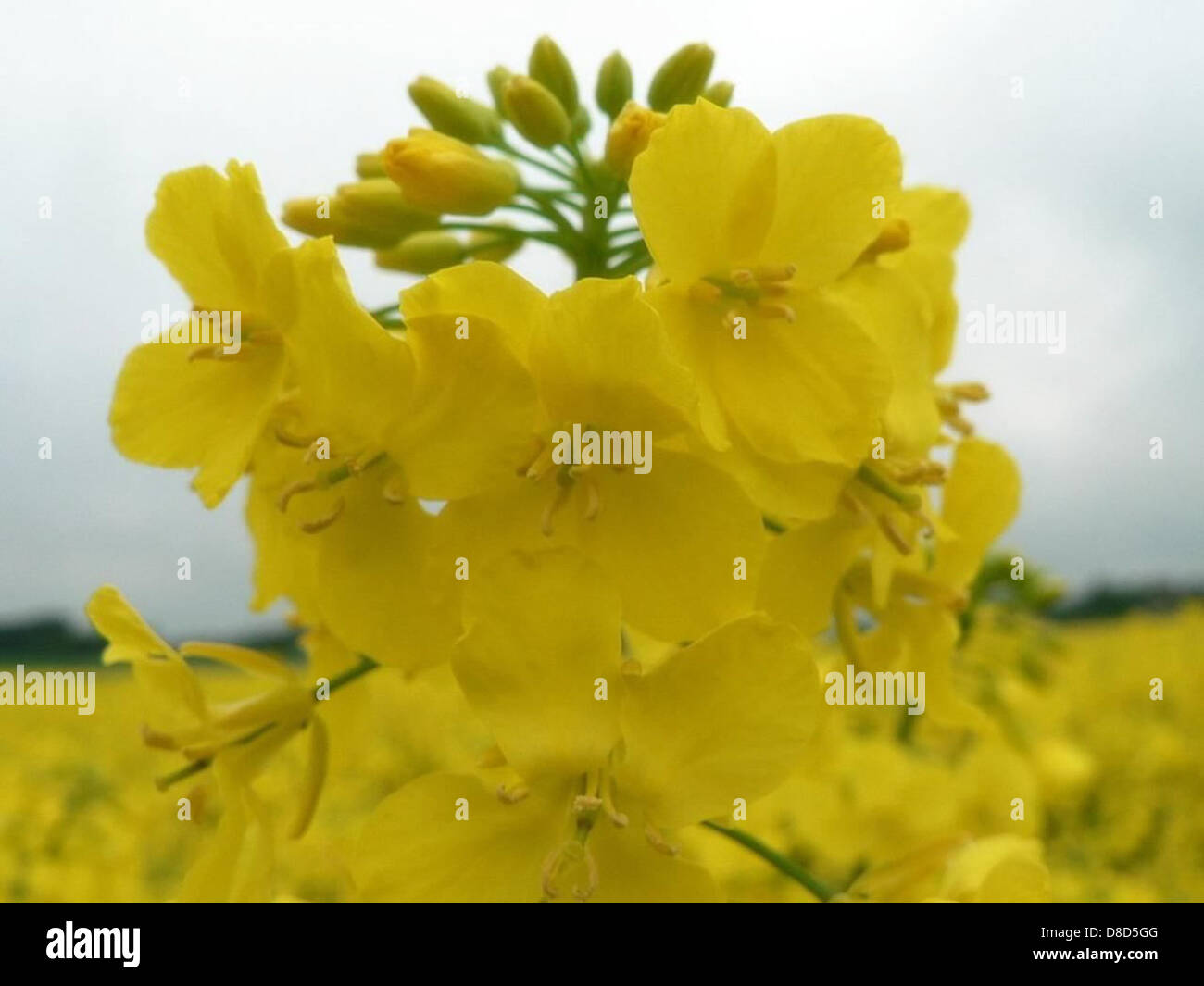 Rapeseed flowers grown in hi-res stock photography and images - Alamy