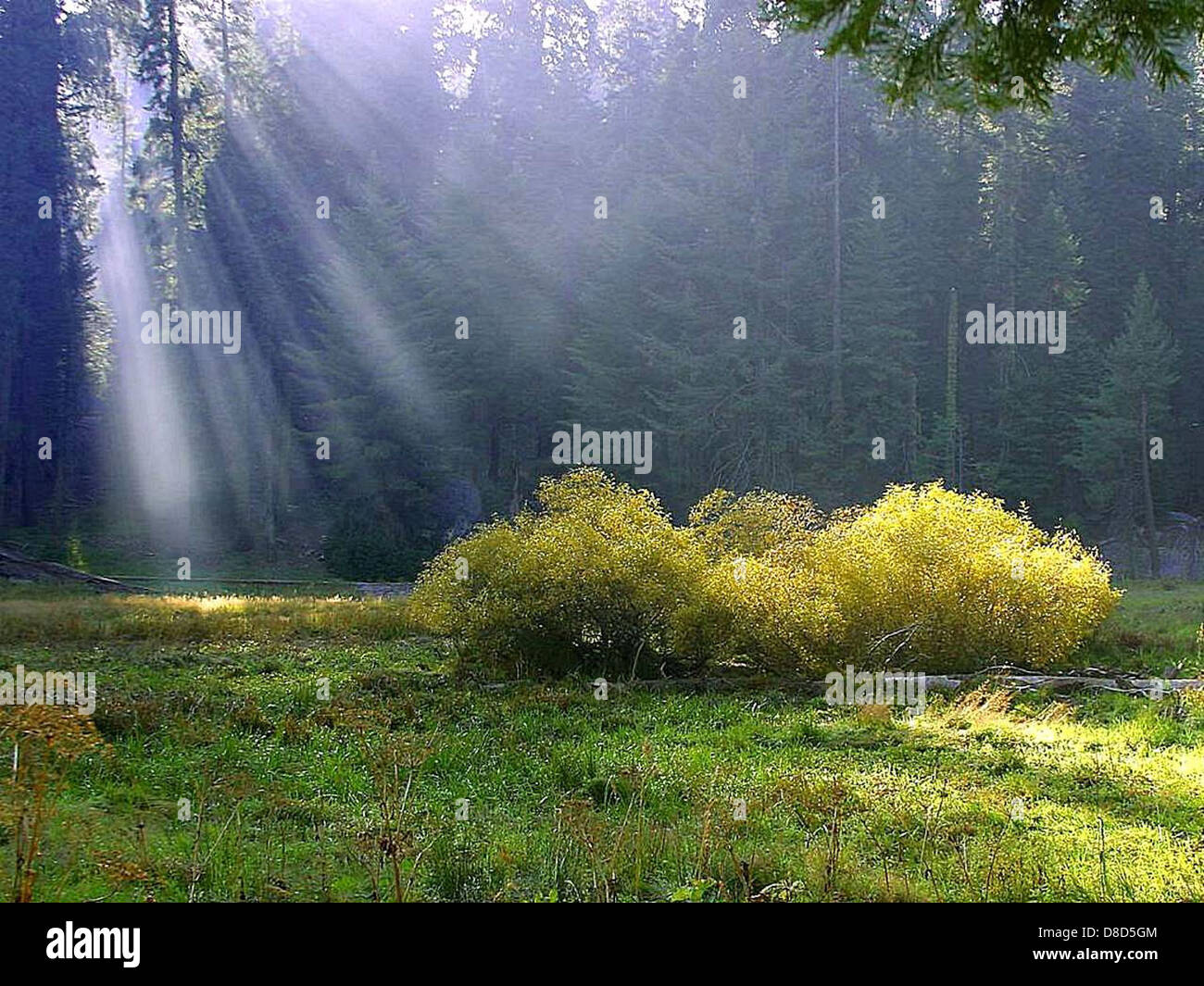 Sunlight streams through trees onto a meadow, casting rays across the ...