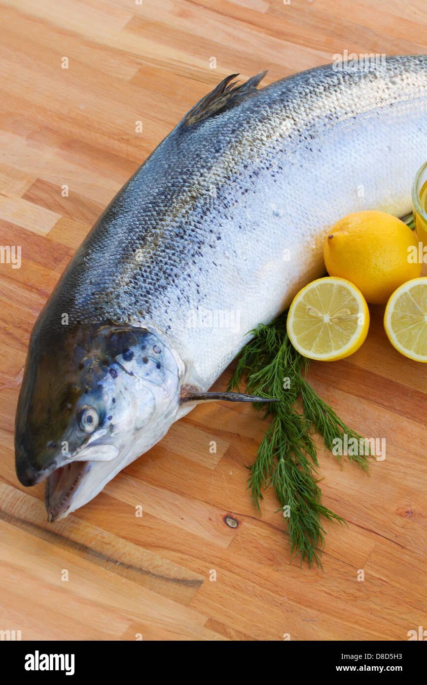 Atlantic Salmon fish close up Stock Photo - Alamy