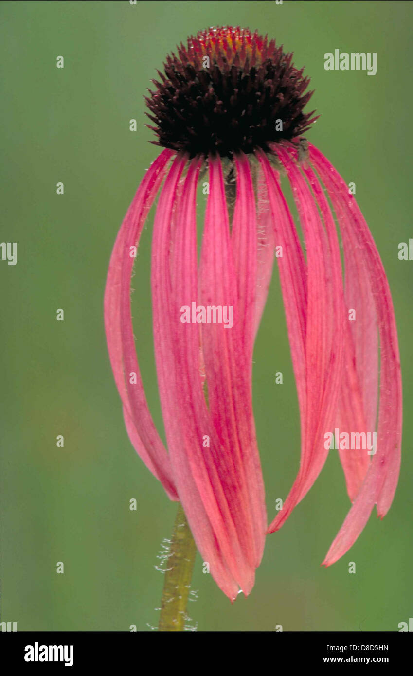 The narrow-leaved coneflower (Echinacea angustifolia) displays reddish ...