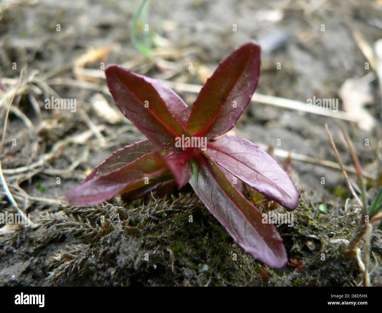 A young plant sprout with reddish stems and fresh green leaves ...