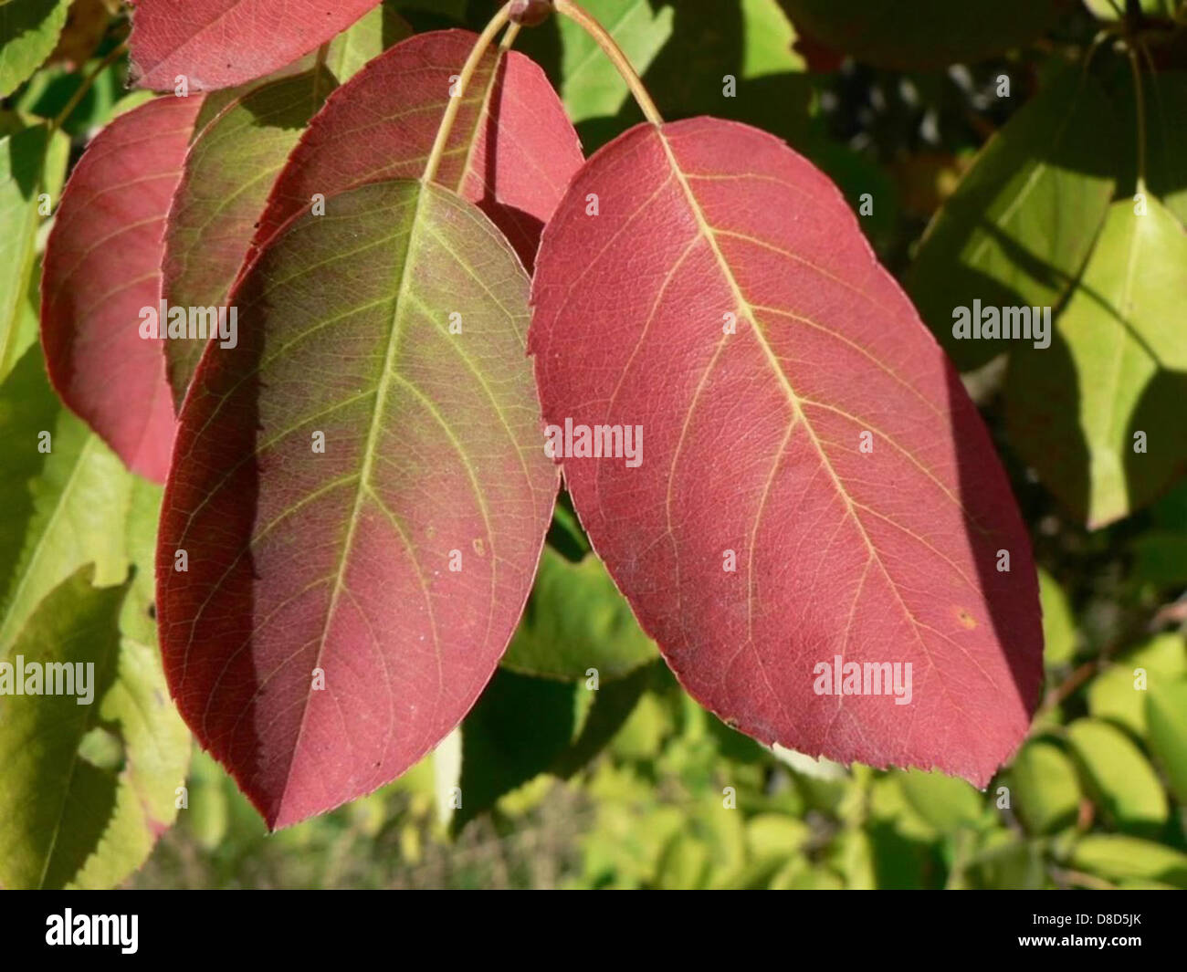 Bright red autumn leaves are visible on the branches of a tree, marking ...