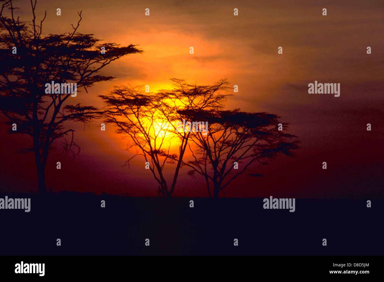 A stunning African sunset, with the sky painted in vibrant shades of ...