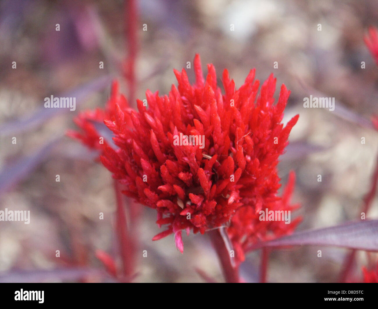 This close-up image shows the detailed structure of a red flower. The ...