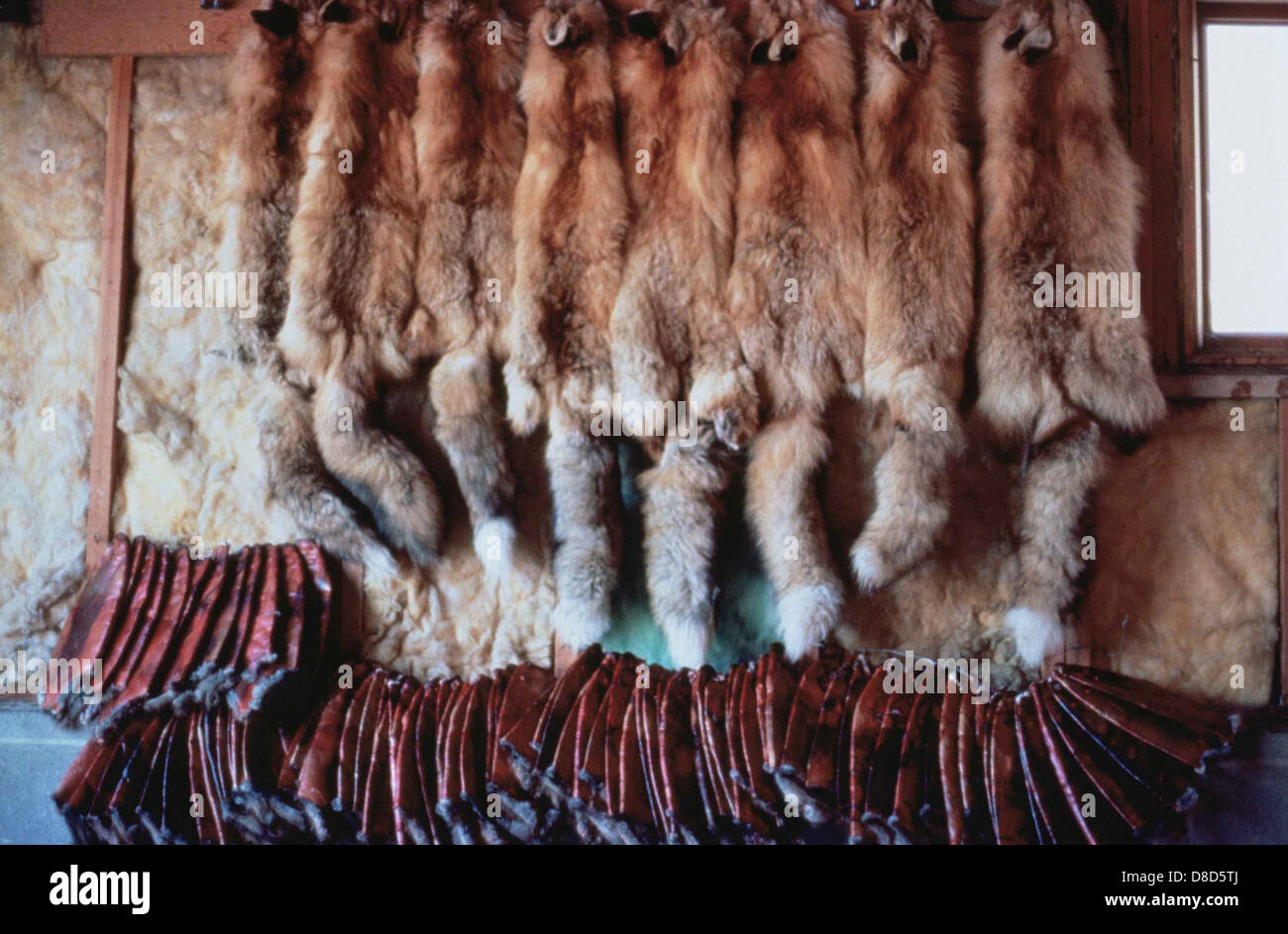 Red fox skins displayed for sale or study, showcasing the fur's rich ...