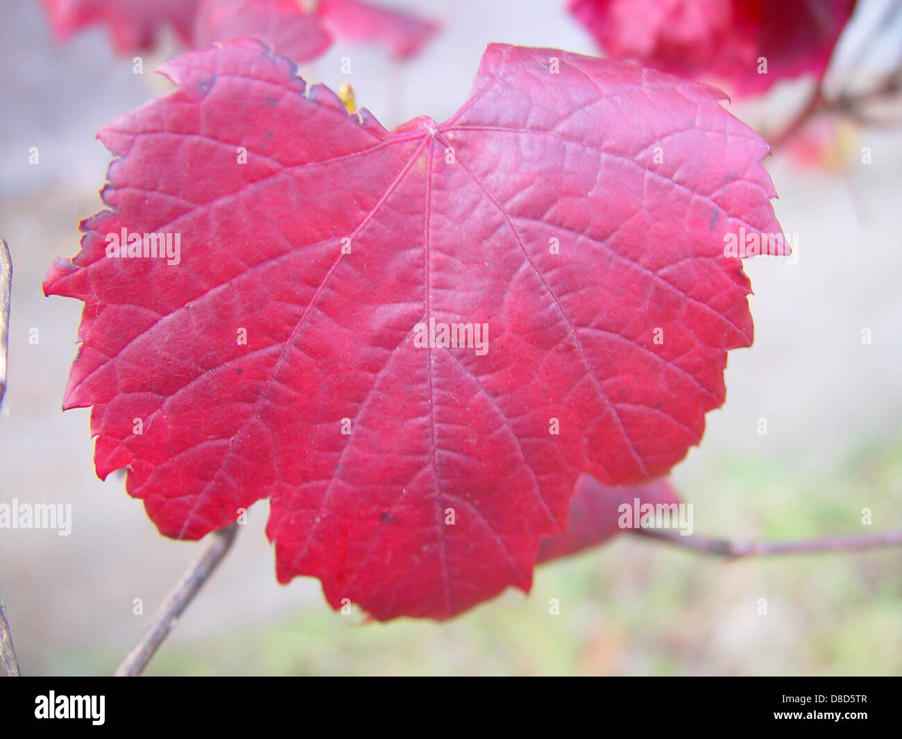 Showcasing intricate leaf veins hi-res stock photography and images - Alamy