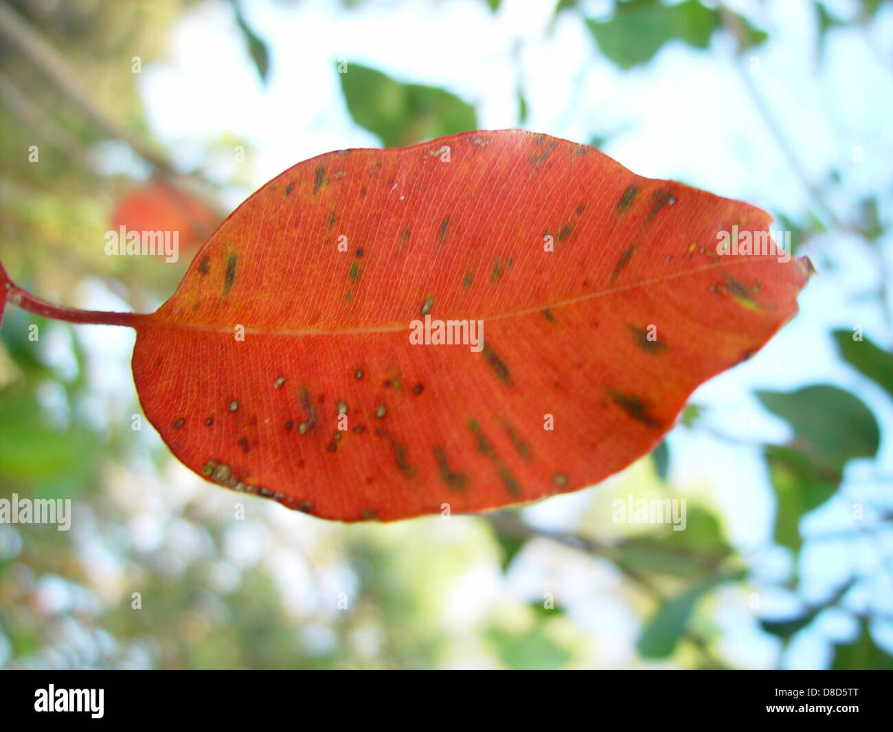 Gumleaf hi-res stock photography and images - Alamy
