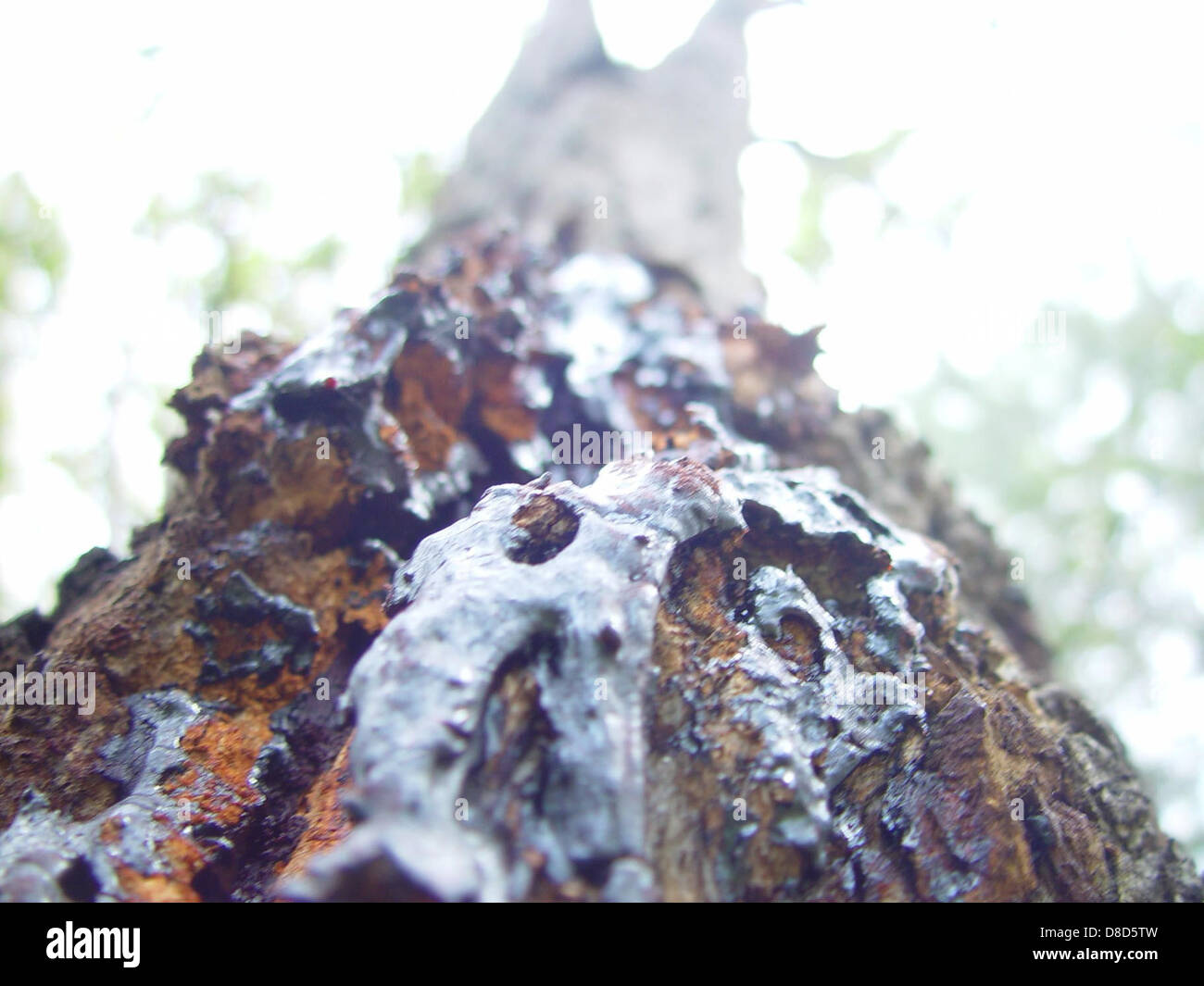The red gum tree’s bark and gum are shown in this image. The rough ...
