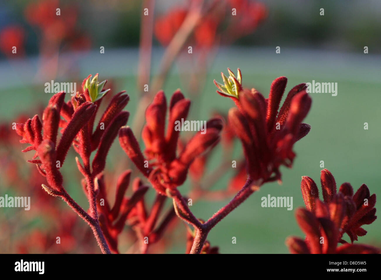 A close-up of a red kangaroo paw plant, showcasing its vibrant red ...