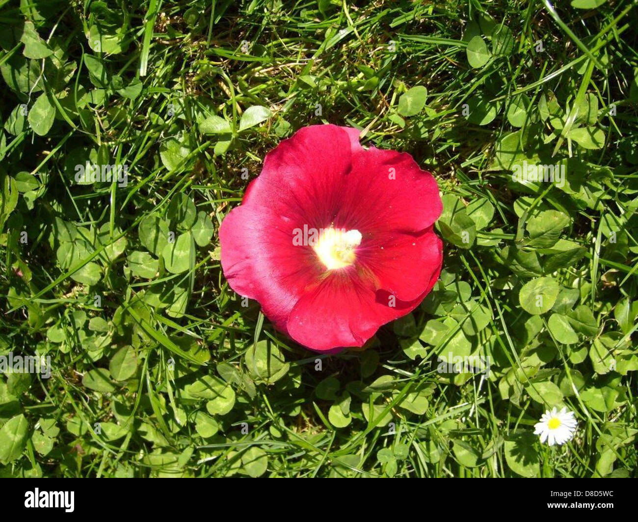 A red mellow bloom, possibly a flower, is captured in full bloom. The ...