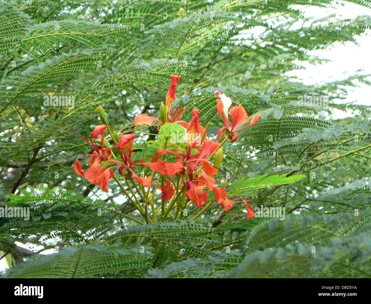 Eye catching botanical design hi-res stock photography and images - Alamy