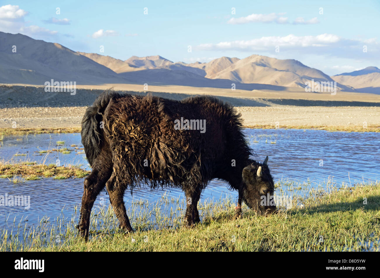 Grazing yak calf on the Pamir plateau Stock Photo - Alamy