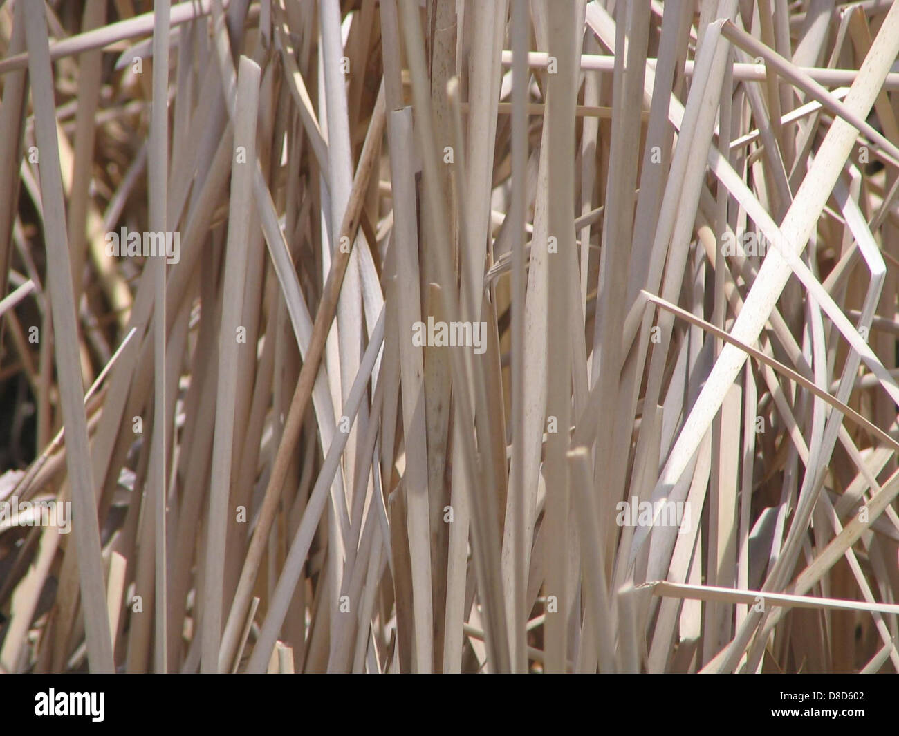 Plants slender hi-res stock photography and images - Alamy