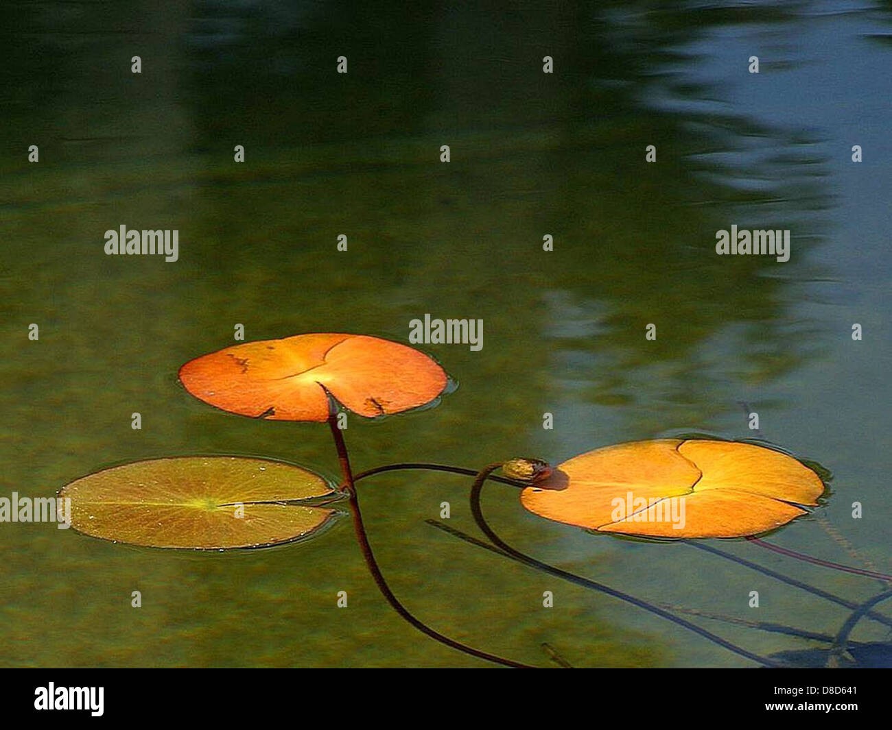 A reflecting pond is shown in a tranquil setting, with its still water ...