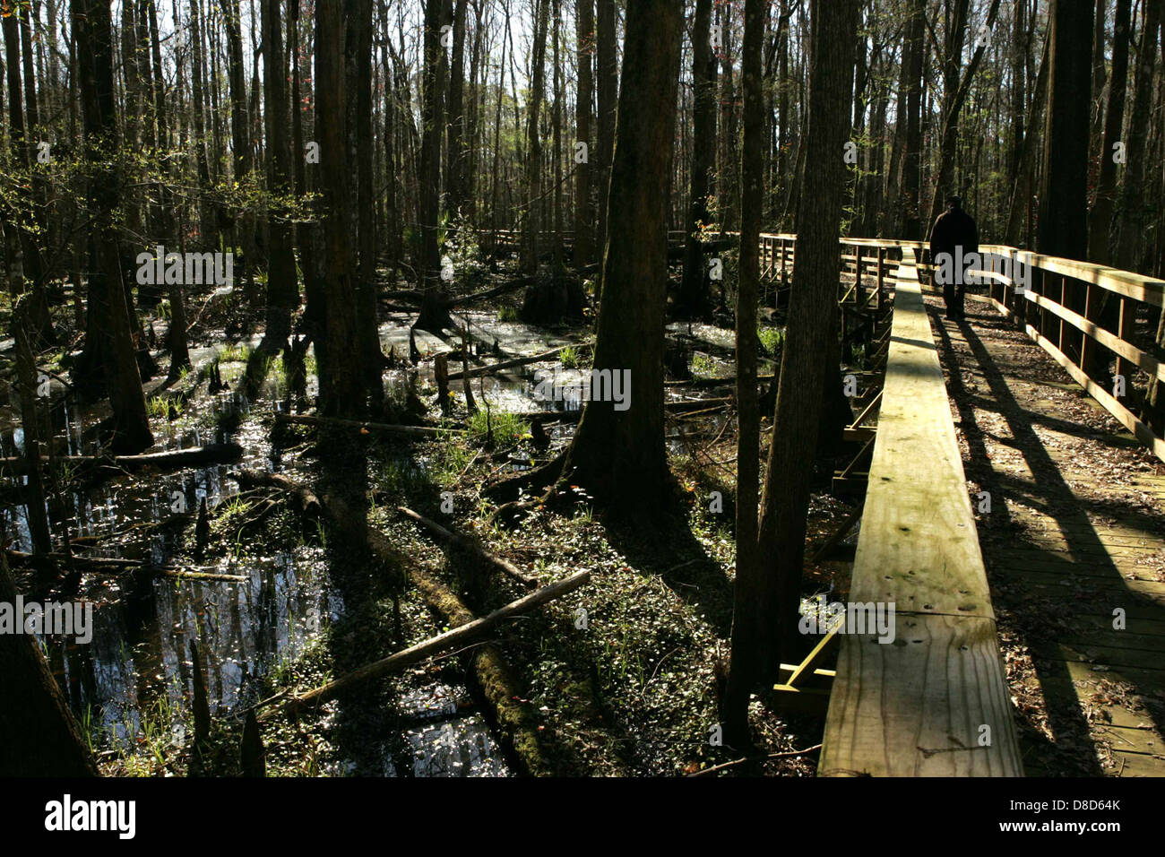 Boardwalks at a wildlife refuge provide a scenic path for visitors ...