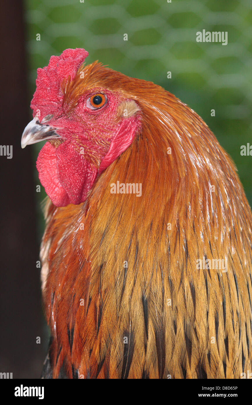 Cockbird hi-res stock photography and images - Alamy