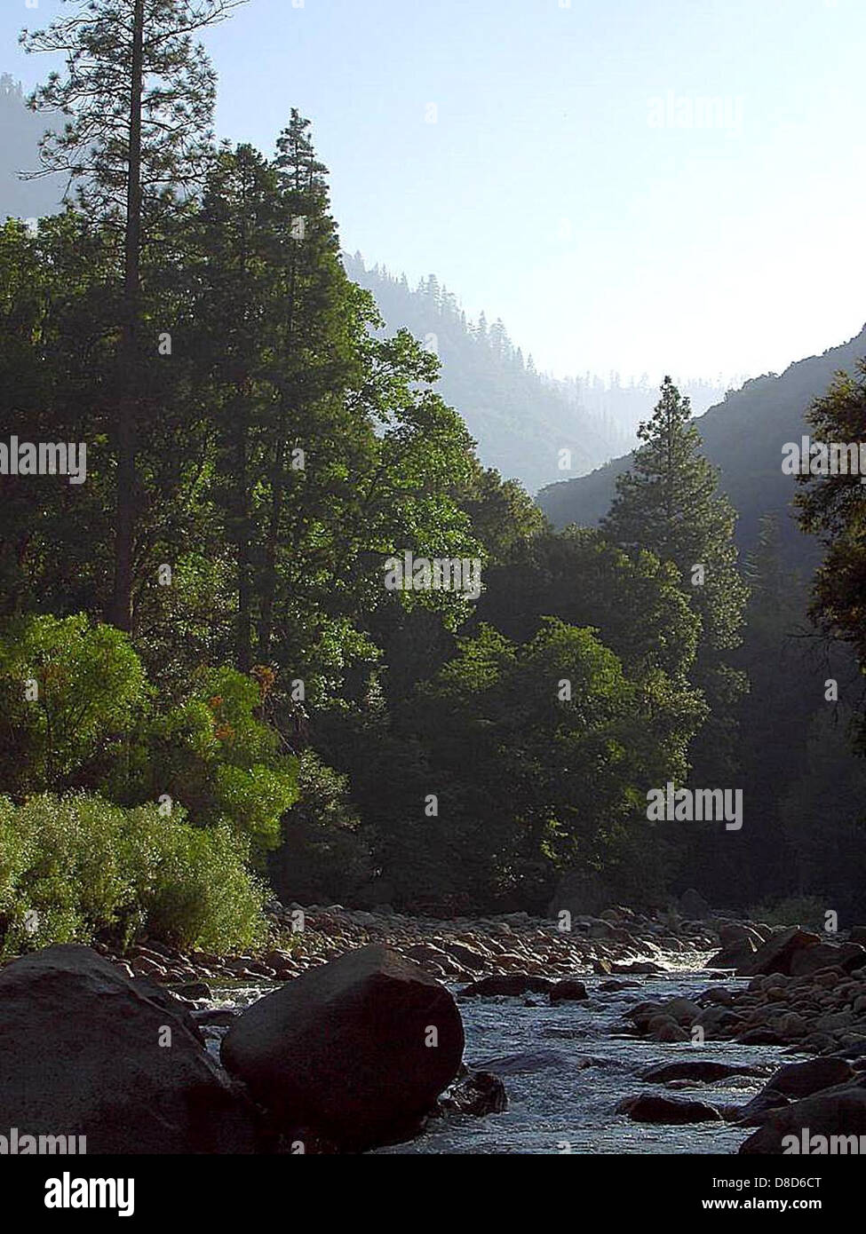 Tall pine trees lining hi-res stock photography and images - Alamy