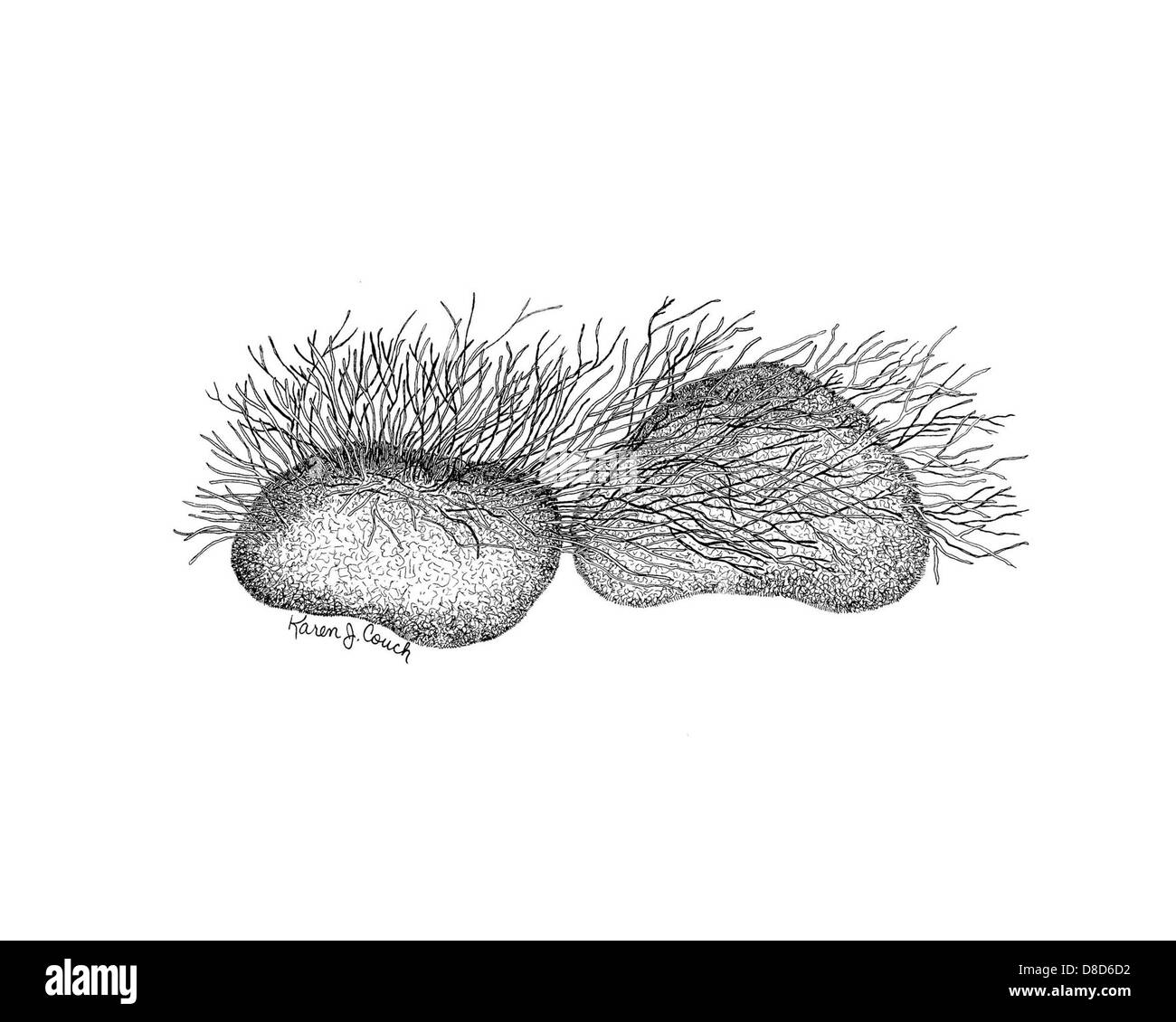An illustration of a Podostemum riverweed, featuring intricate line art ...