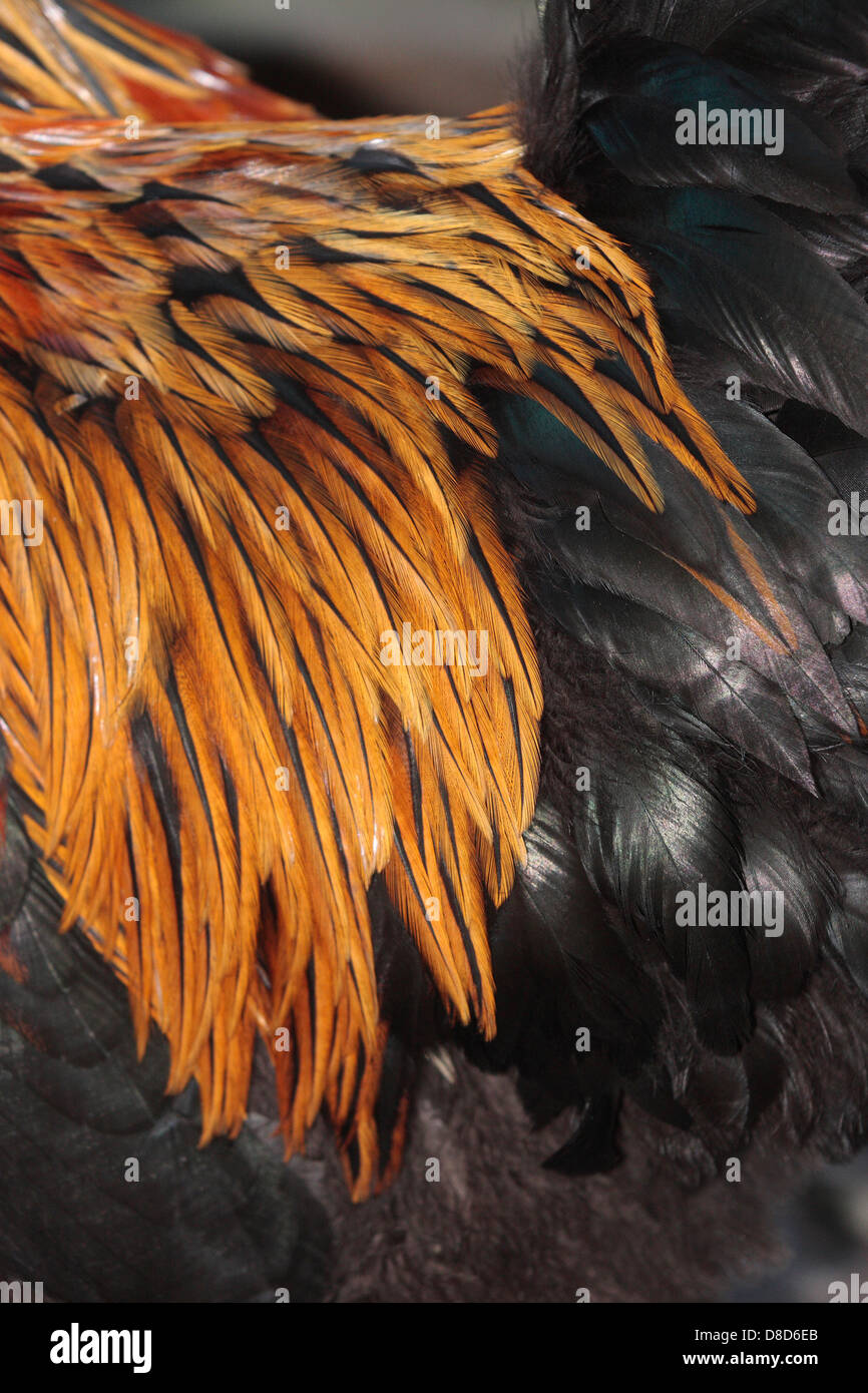 Wattle of domestic fowl hi-res stock photography and images - Alamy