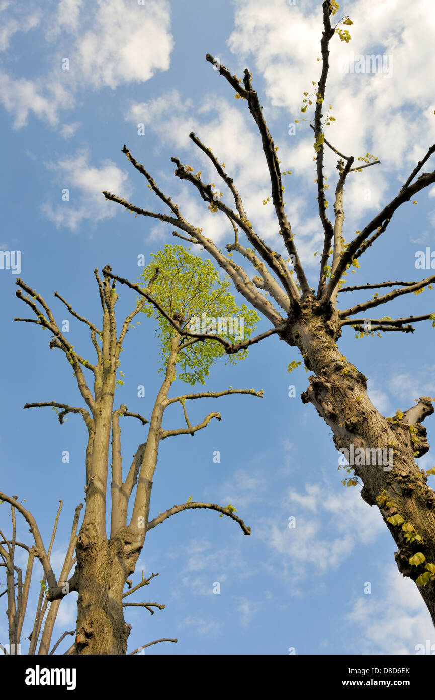 Pollarded Lime Tree, spring leaves just coming back Stock Photo - Alamy