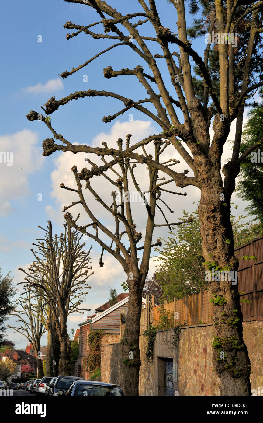 Pollard tree hi-res stock photography and images - Alamy