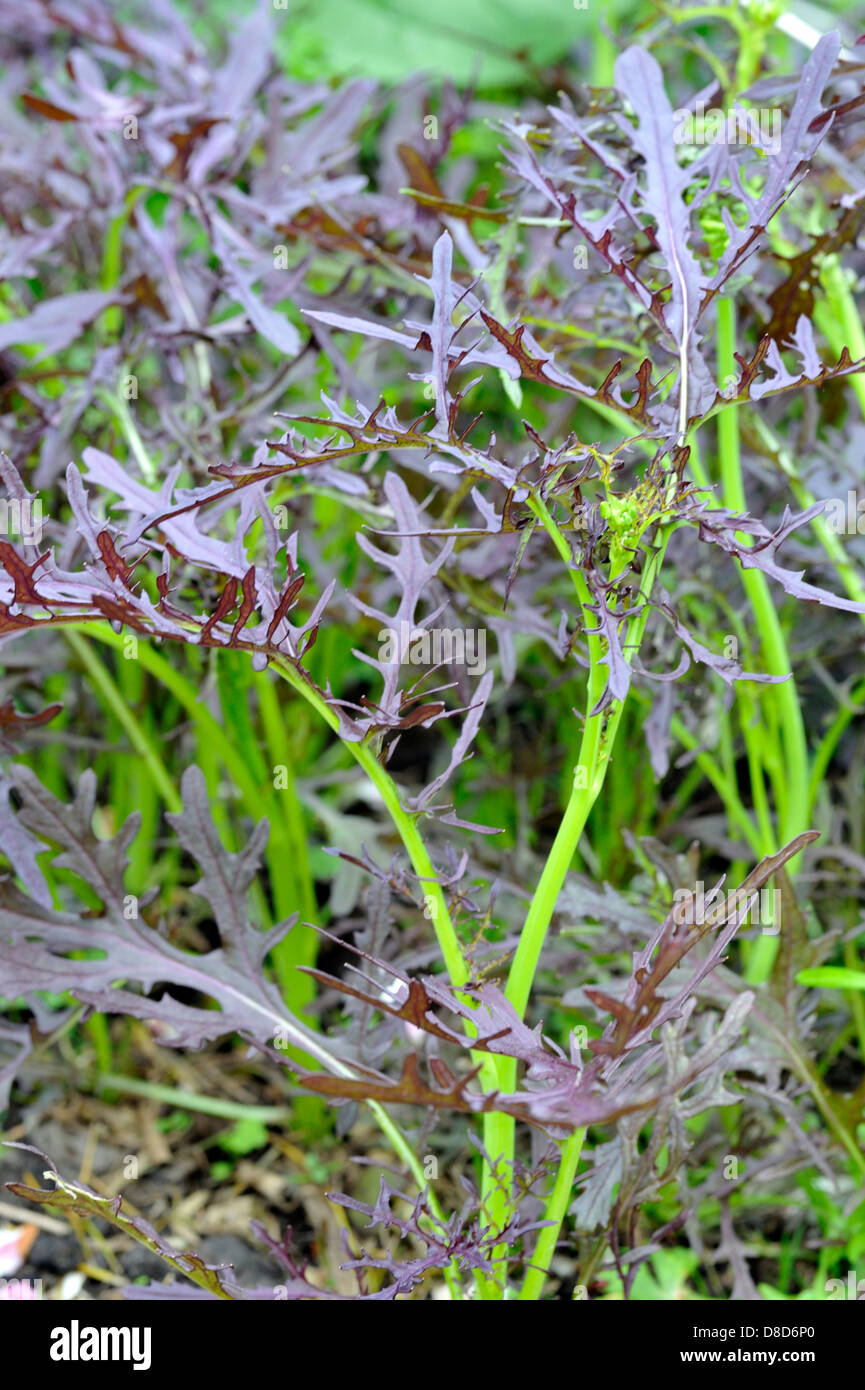 Red frills mustard hi-res stock photography and images - Alamy