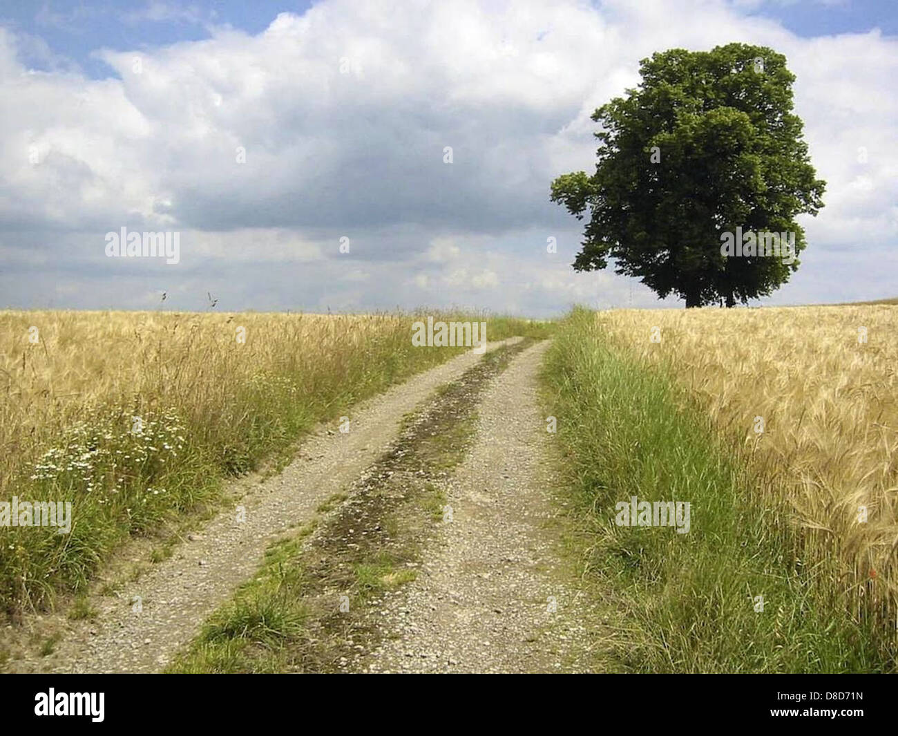A road stretches through expansive agricultural fields, reflecting the ...