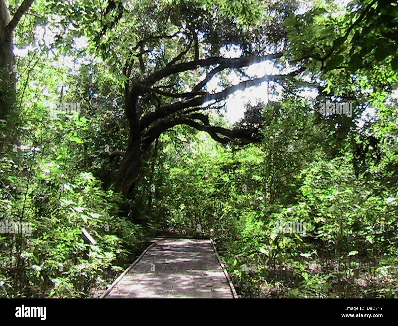 Narrow path cuts through dense hi-res stock photography and images - Alamy