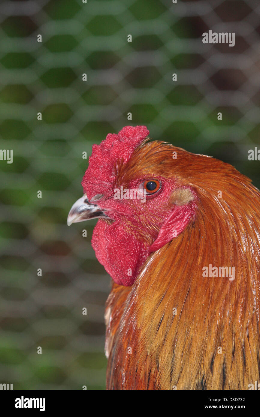 Cockbird hi-res stock photography and images - Alamy