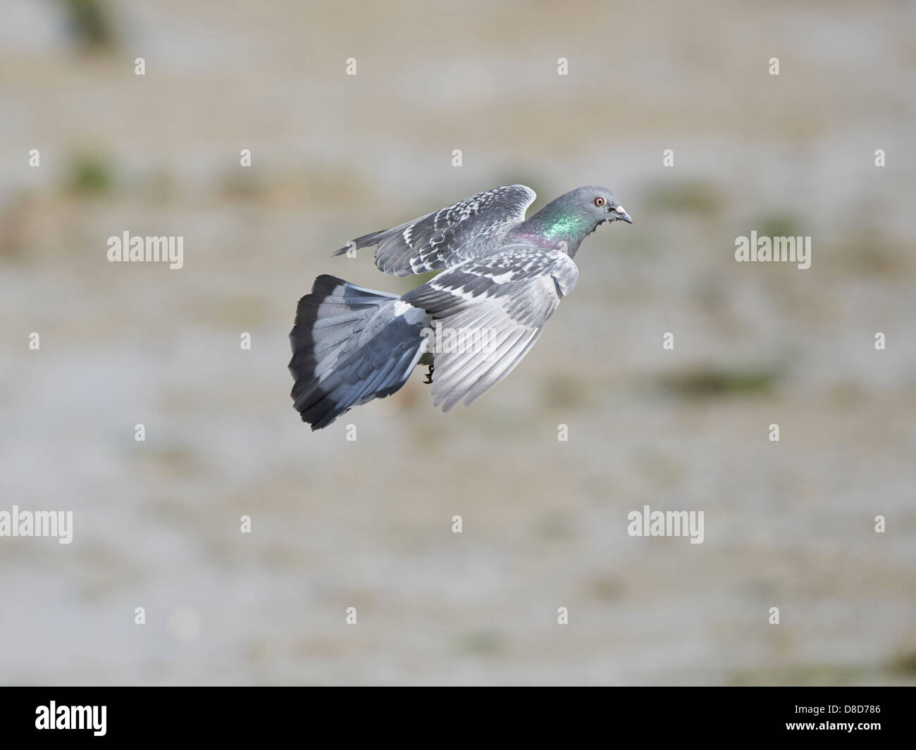Feral Pigeon in flight Stock Photo - Alamy