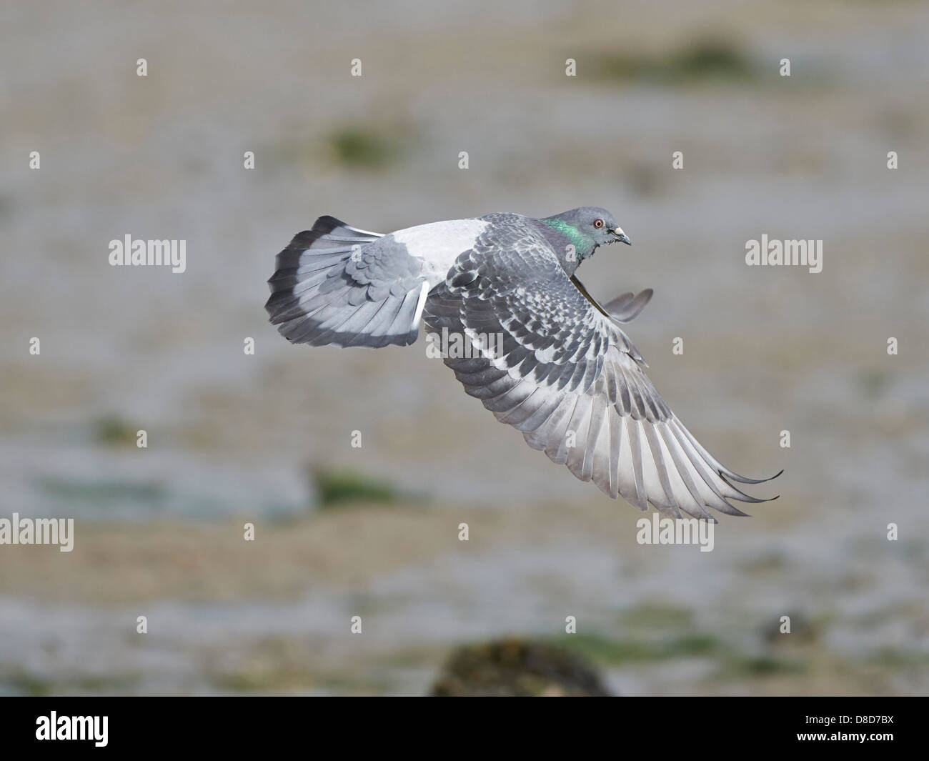 Feral Pigeon in flight Stock Photo - Alamy