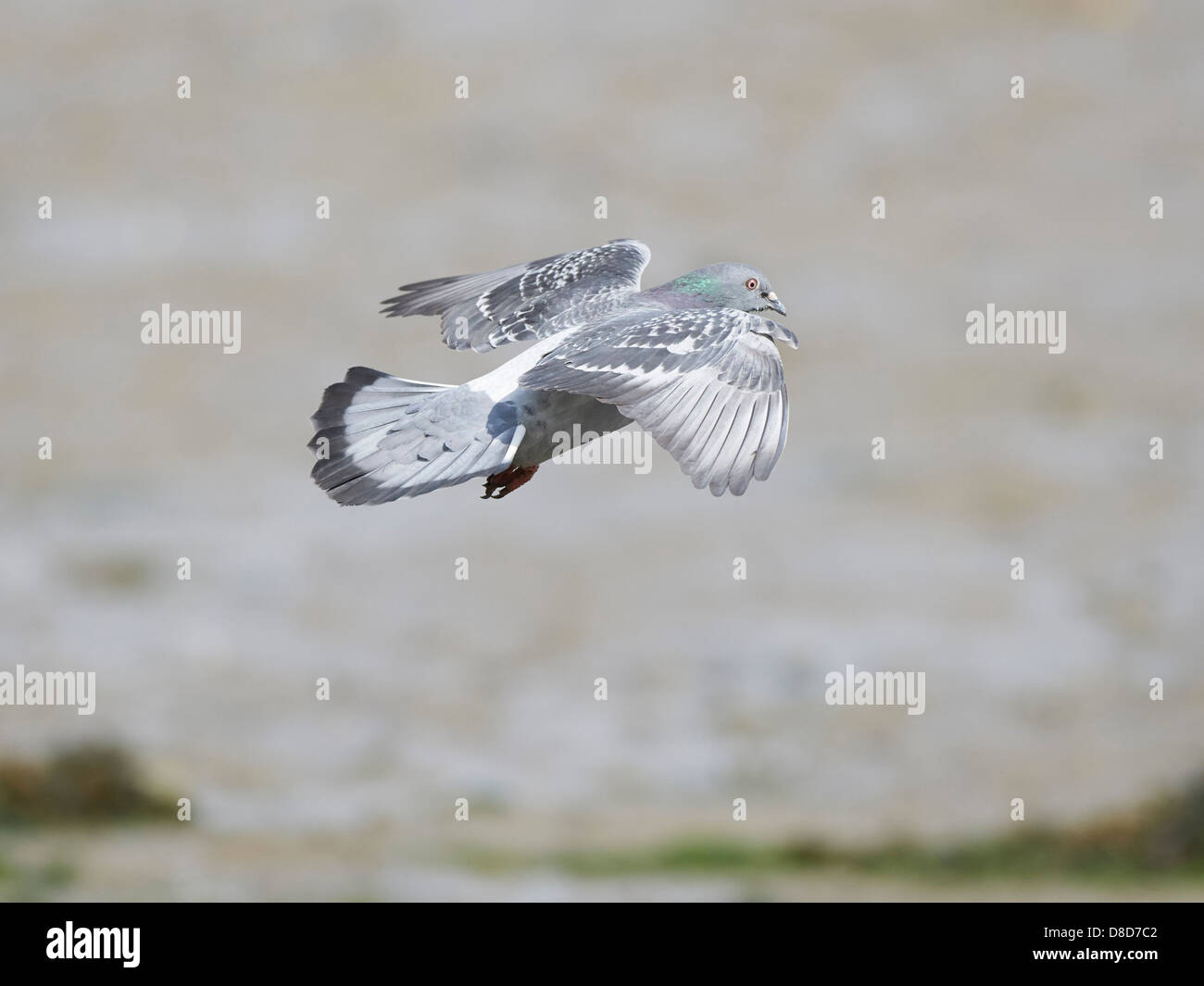 Feral Pigeon in flight Stock Photo - Alamy