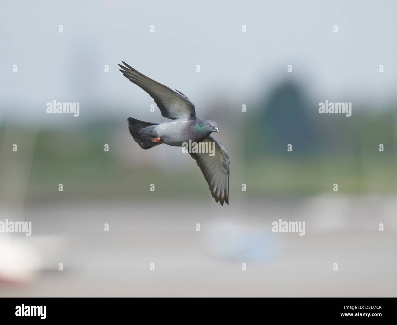Feral Pigeon in flight Stock Photo - Alamy