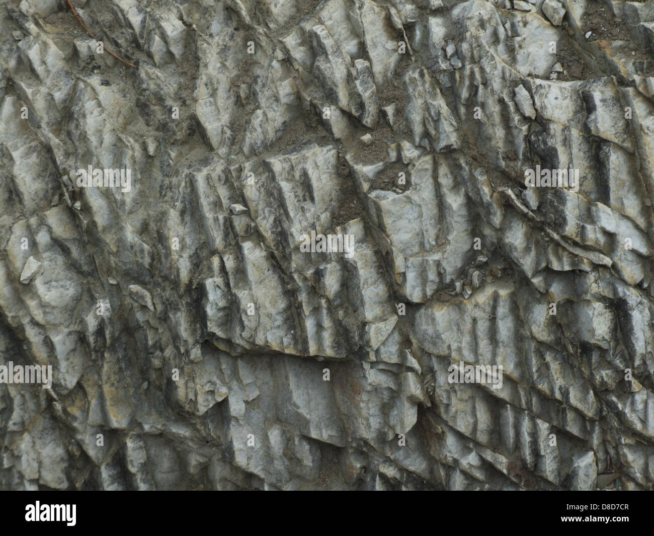 This photograph highlights the detailed texture of a rock surface, with ...