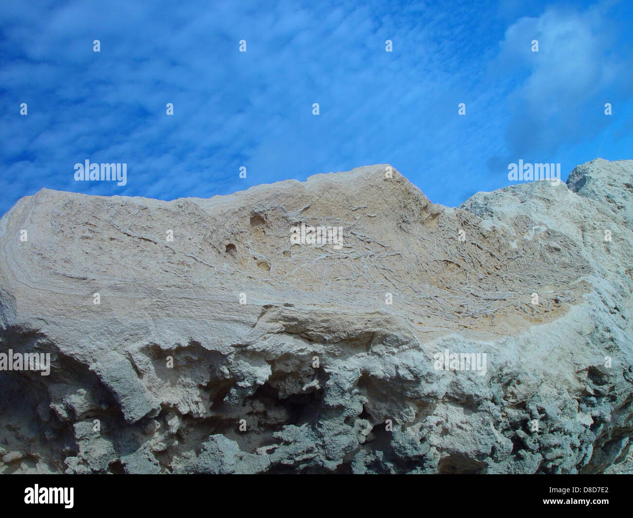 Prehistoric plant life hi-res stock photography and images - Alamy