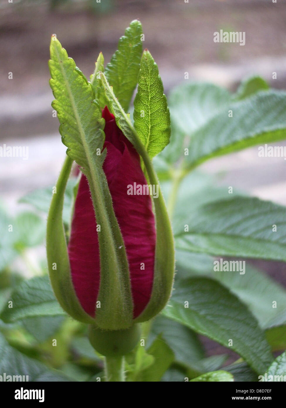 The Rosa rugosa, commonly known as rugosa rose, is shown in full bloom ...