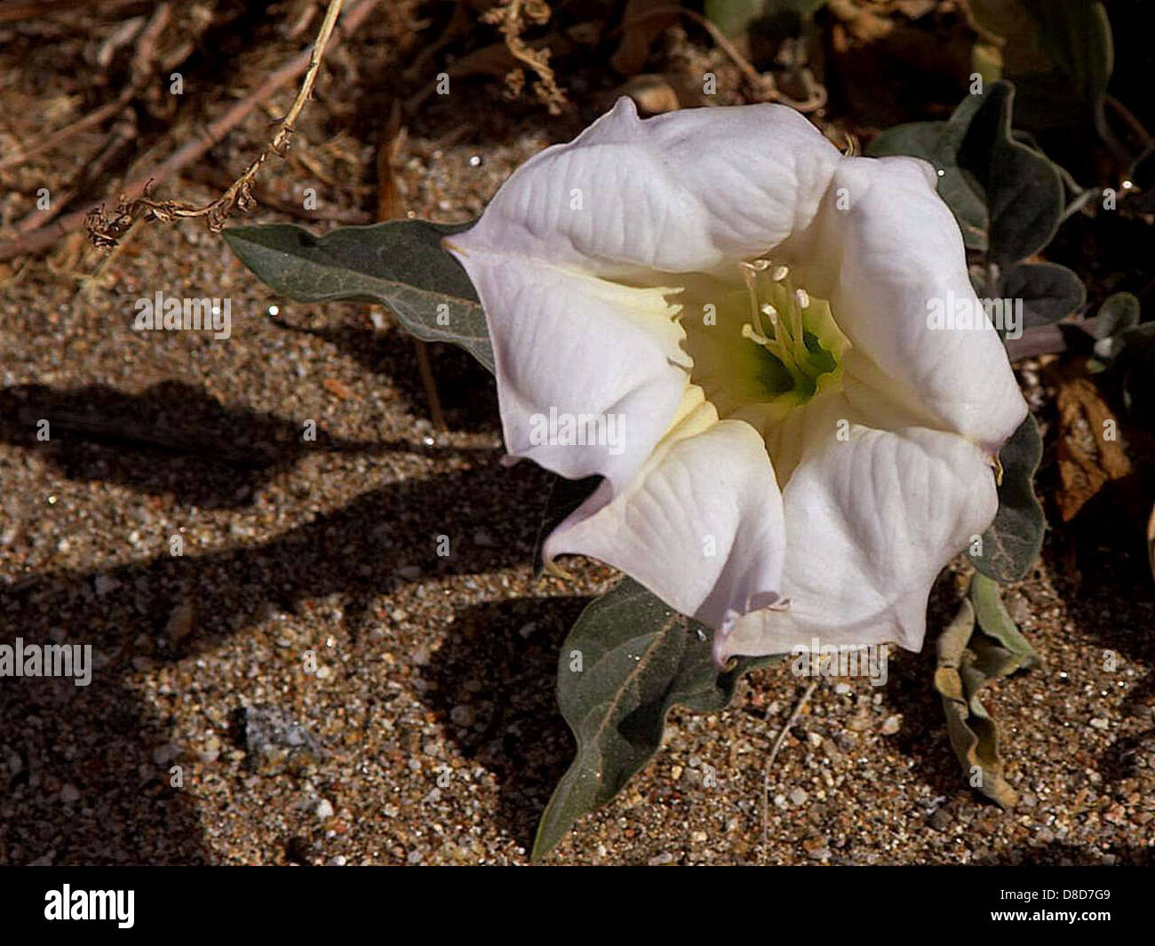 Sacred datura flower hi-res stock photography and images - Alamy