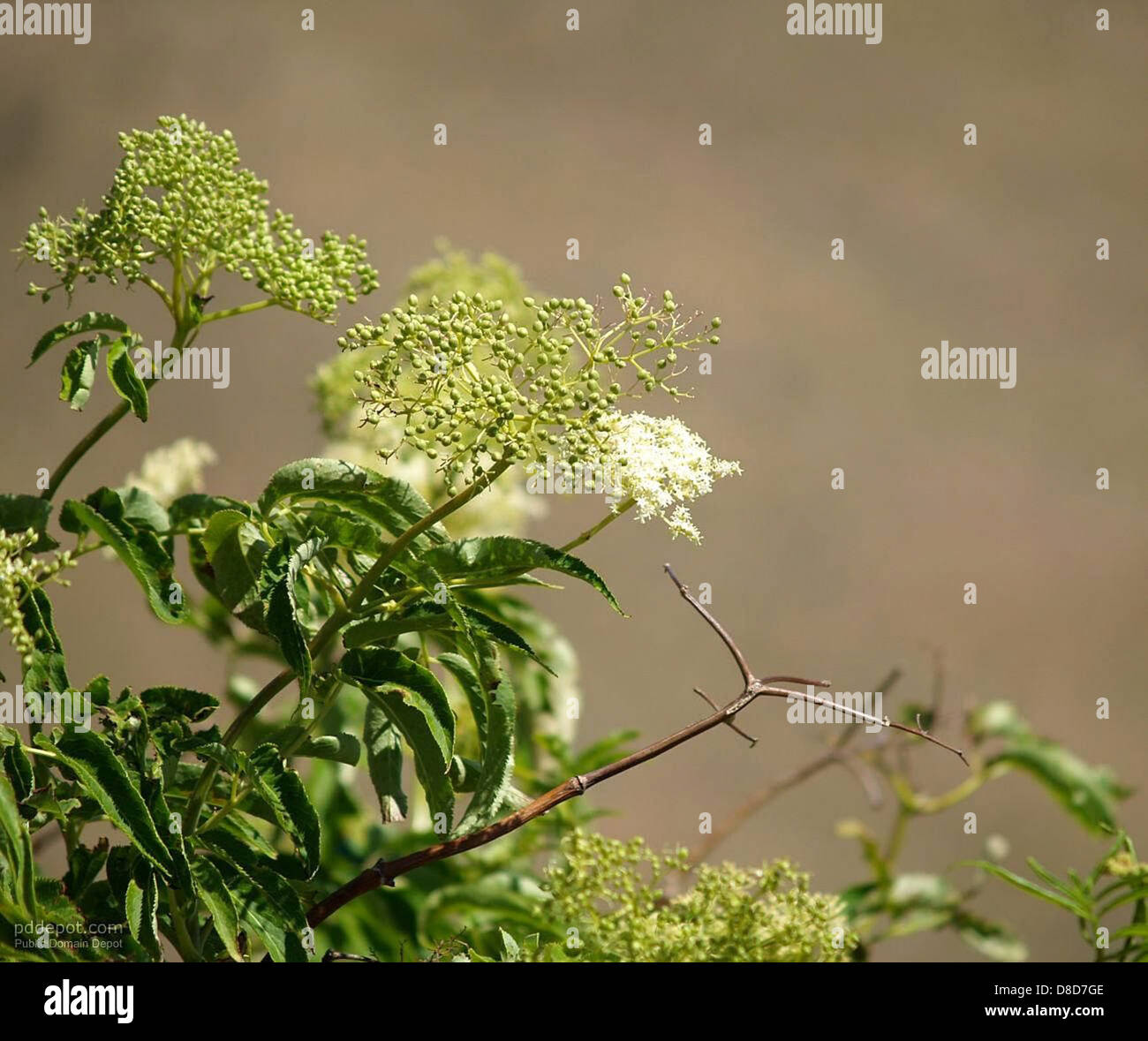 Sage Hills in springtime are characterized by an array of blooming ...