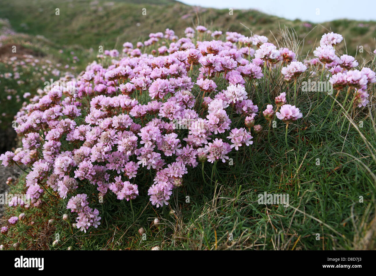 Thrift flower hi-res stock photography and images - Alamy