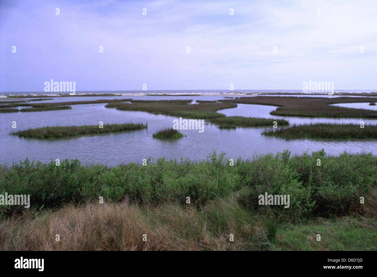 A salt marsh with lush green plants in the foreground, separated from ...