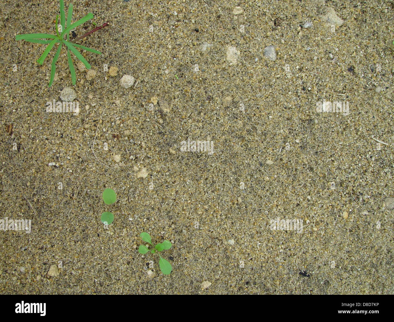A close-up of sand mixed with weeds, commonly used in texture ...