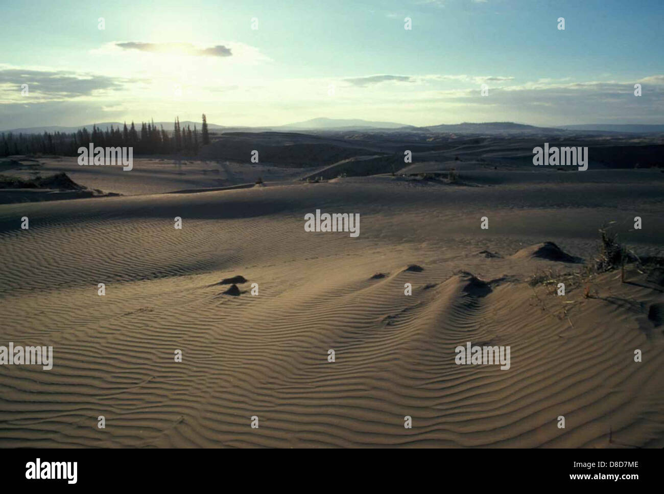 A scenic view of sand dunes at sunrise, with soft golden light casting ...