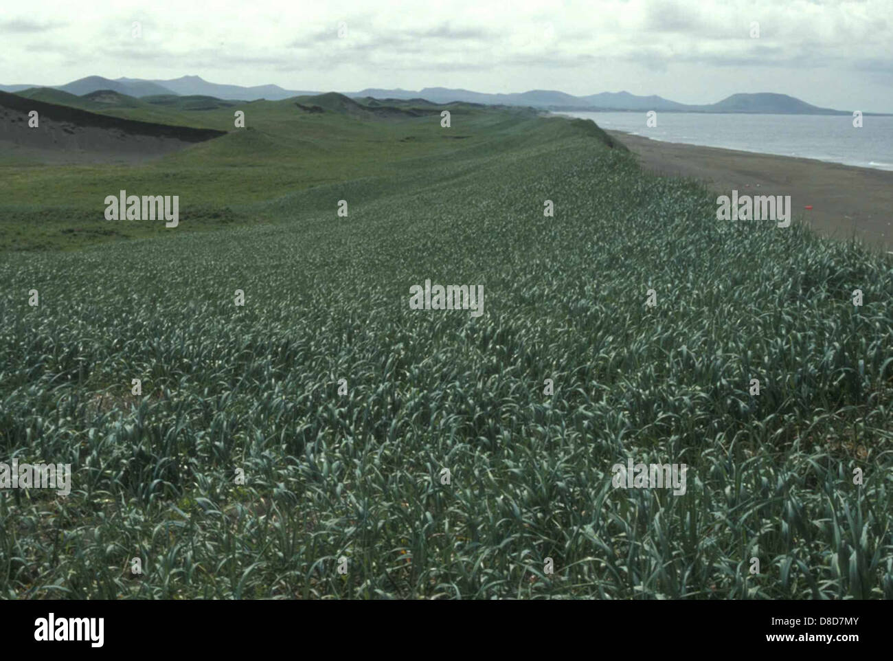 Sandy grasses hi-res stock photography and images - Alamy