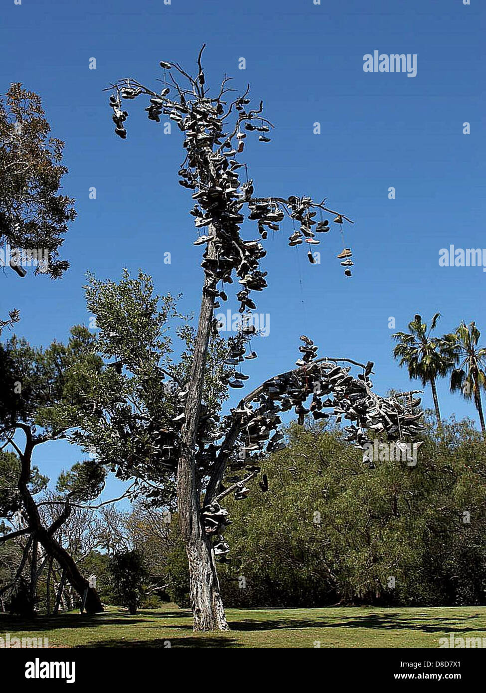 The San Diego Shoe Tree in Morley Field is an iconic landmark where old ...