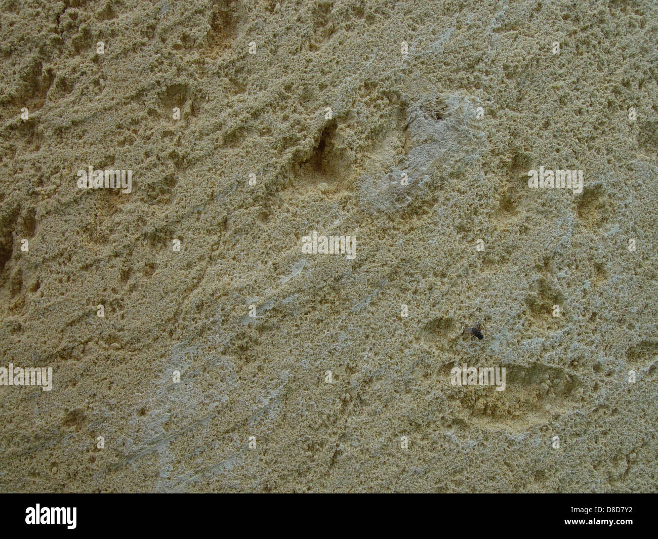 A close-up of a sawn limestone block, highlighting the textured surface ...