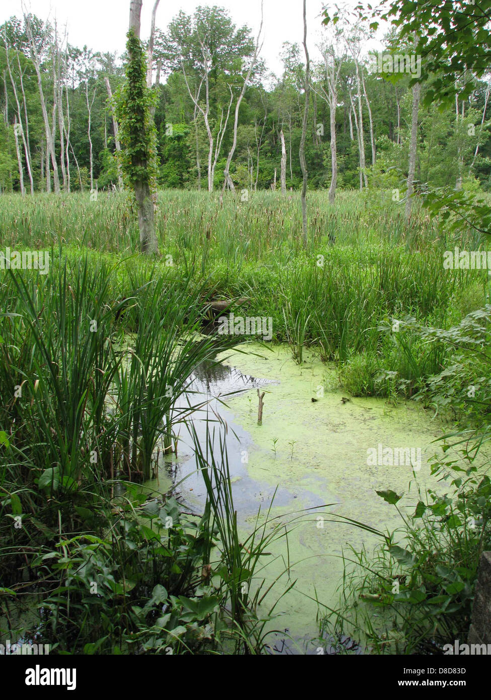 Scenic green swamp marsh and water vegetation Stock Photo - Alamy
