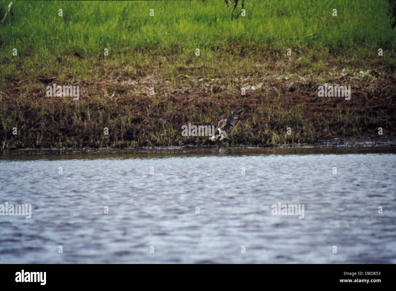 Scenic view of river bank in summer Stock Photo - Alamy