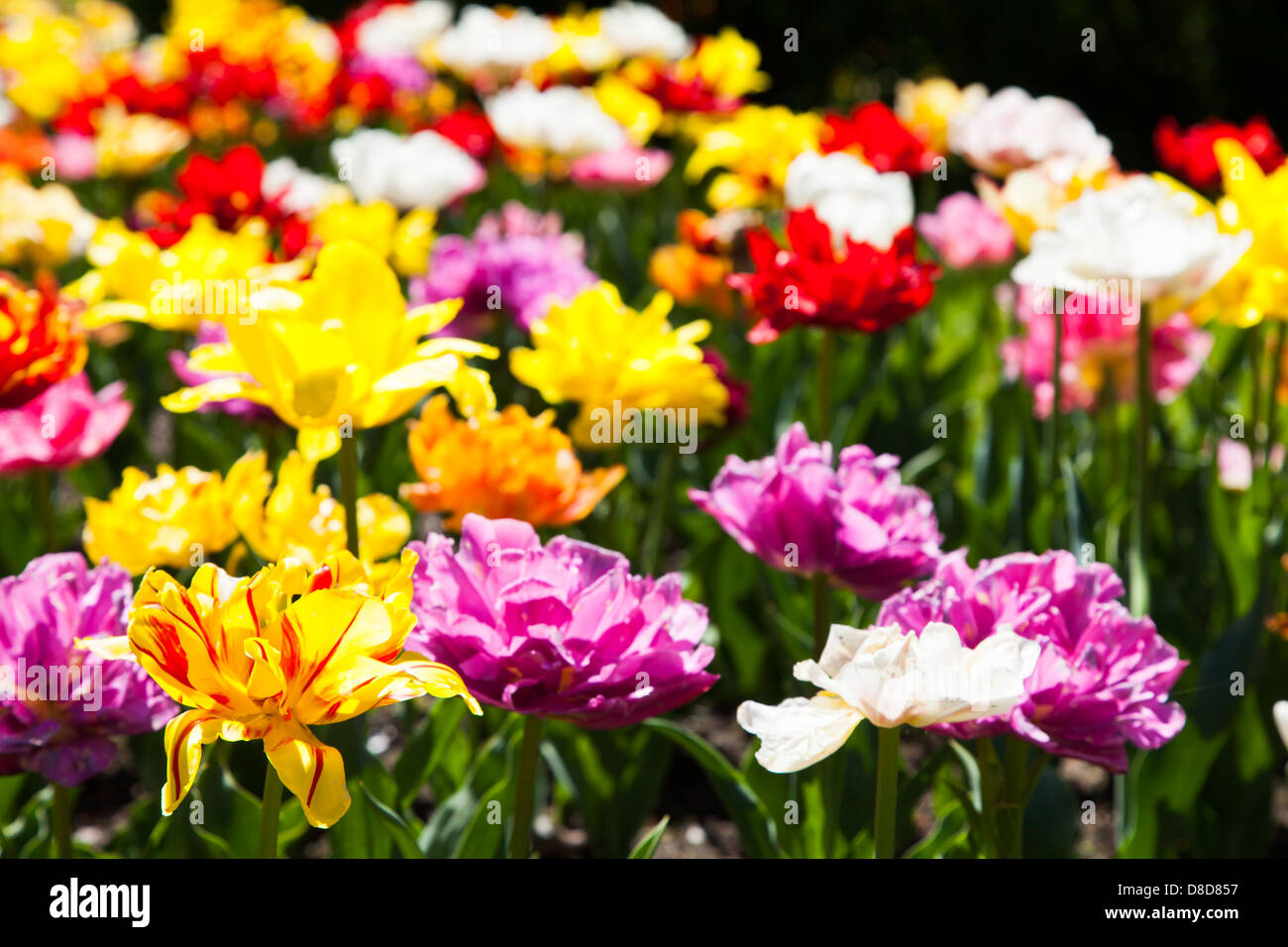 Villa Taranto - Italy. Famous Italian garden with a dedicated area for ...