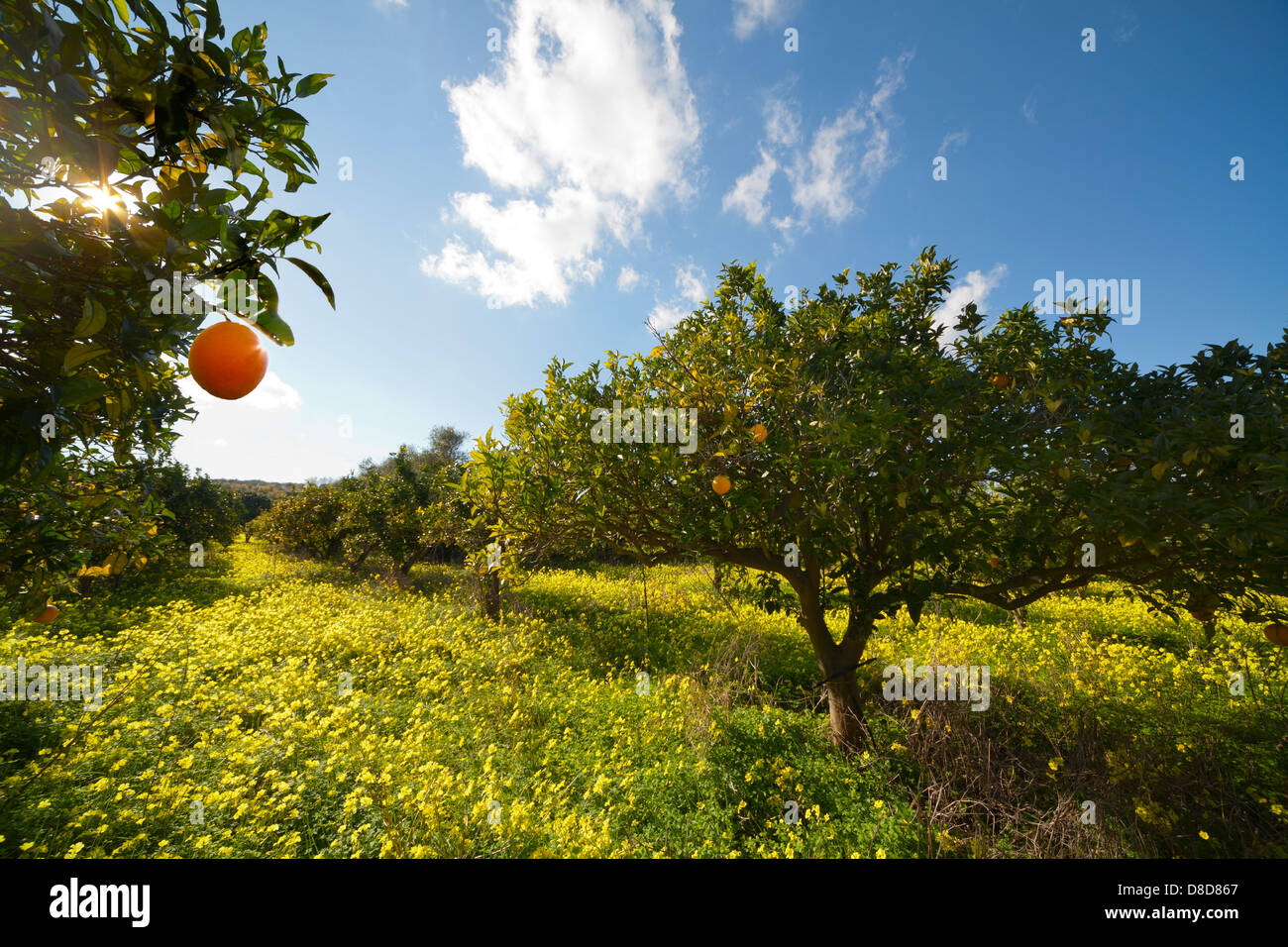 Citrus grove. Cultivation of oranges Stock Photo - Alamy